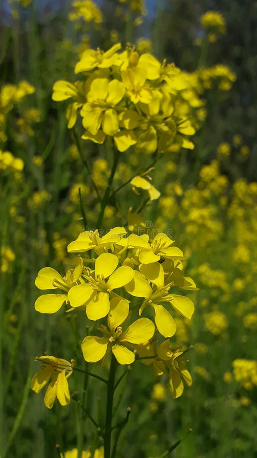 Flower Sarson Stock Photos - Free & Royalty-Free Stock Photos from ...