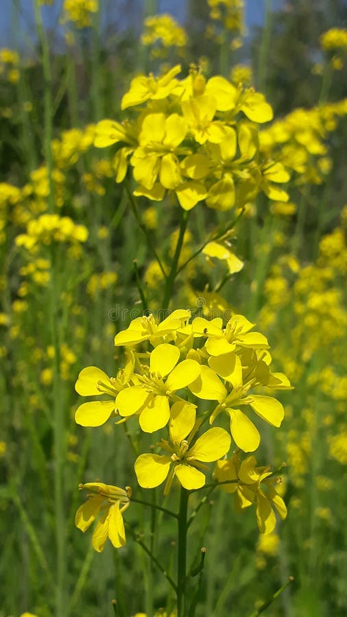 Flower Sarson Stock Photos - Free & Royalty-Free Stock Photos from ...