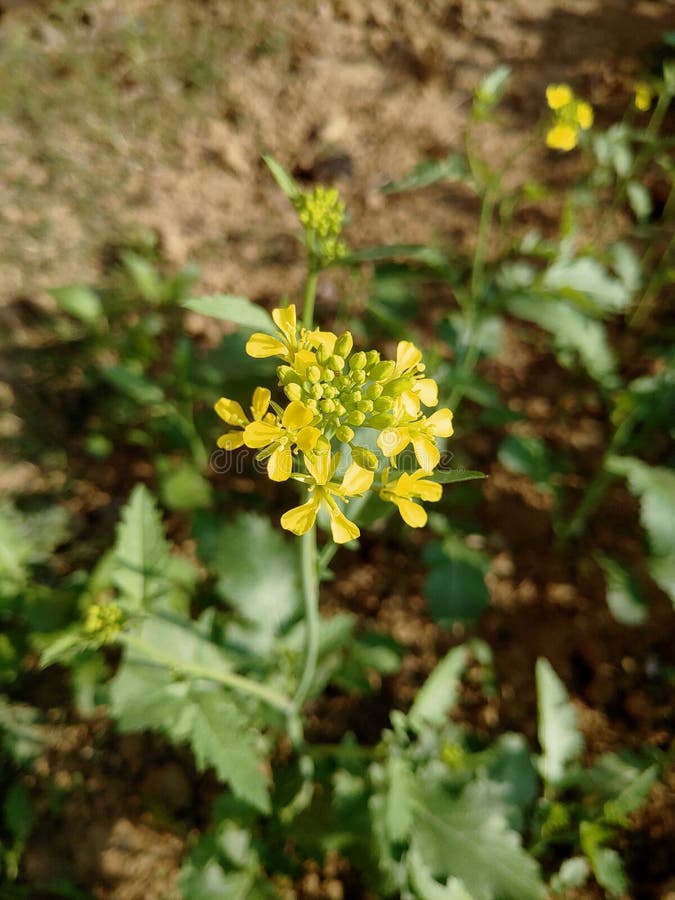 Mustard flower tree stock image. Image of flower, tree - 324123617