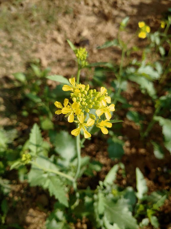 Mustard flower tree stock image. Image of flower, tree - 324123617
