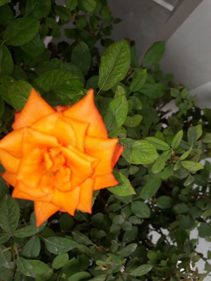 Amit stock image. Image of flower, plants, rose, amit - 122479545