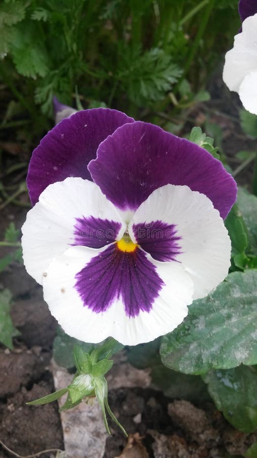 Own Gardan Stock Photos - Free & Royalty-Free Stock Photos from Dreamstime