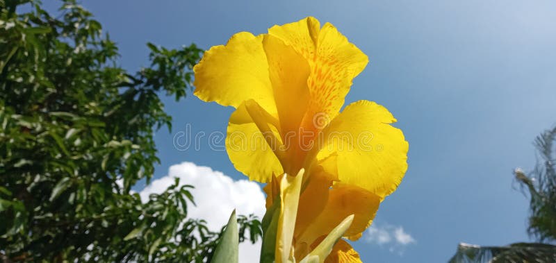 Flower N Skye nature stock photo. Image of skye, nature - 206320708