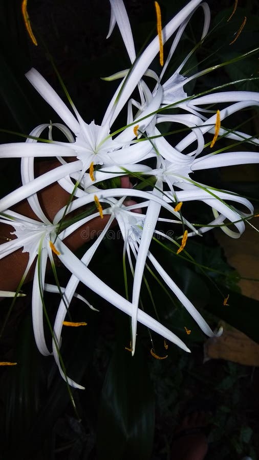 Nacher Stock Photos - Free & Royalty-Free Stock Photos from Dreamstime