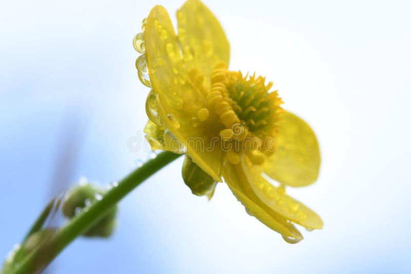 Flower nachural beauty stock photo. Image of wildflower - 220247858