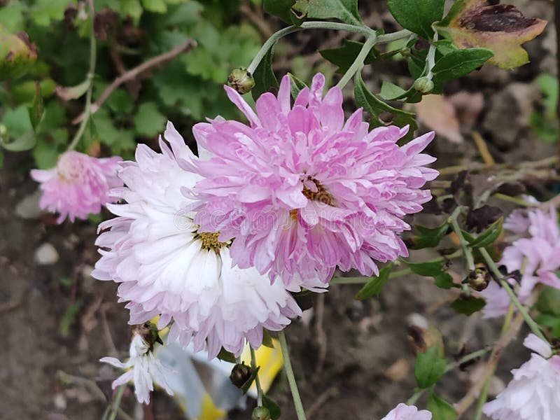 The Flower Name is Chandramollika, There are Two Types of Flower, One ...