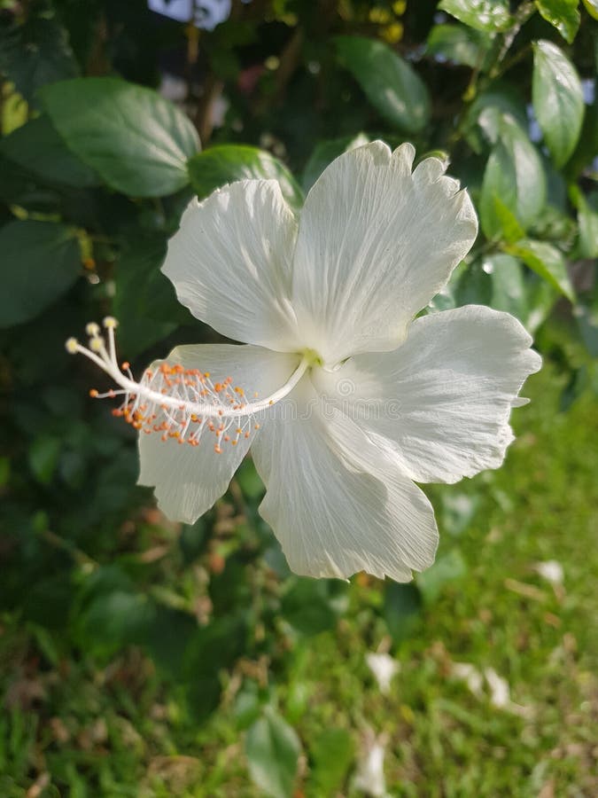 Jaba Flower stock image. Image of beauty, pink, blur - 48406423