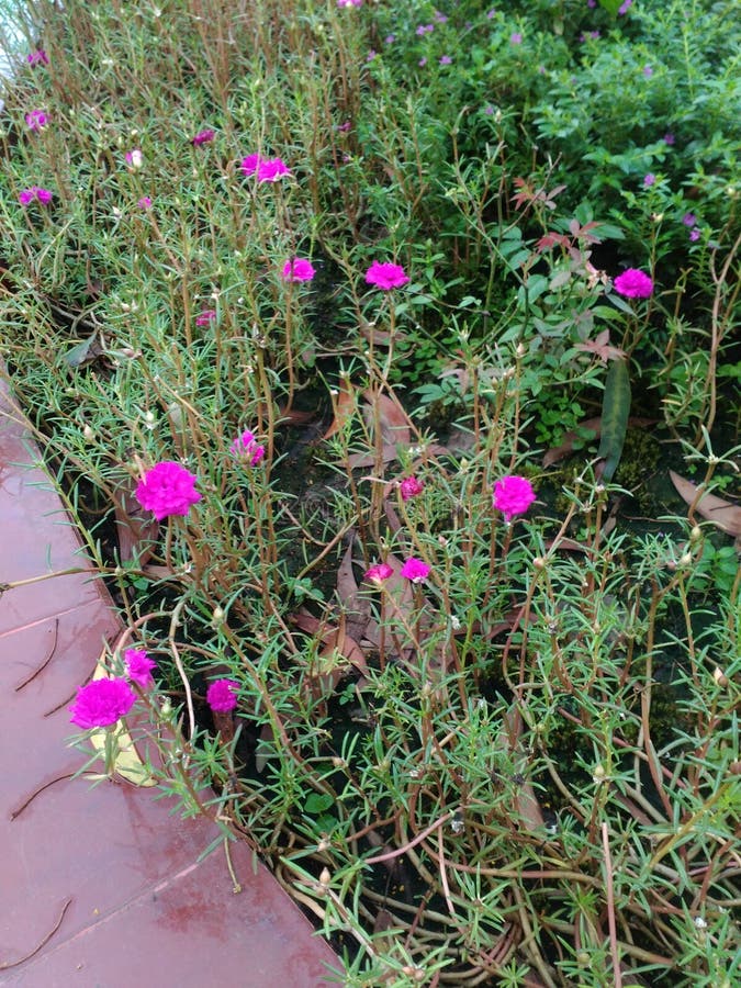 9 am flower name stock image. Image of name, little, flower - 98299103