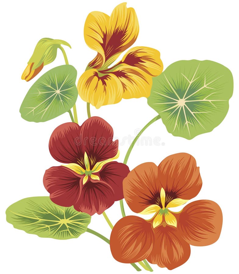 Nasturtium Flower Art Nouveau Style Tattoo Stock Vector - Illustration ...