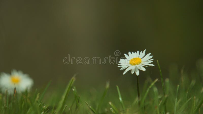 Flower Natura Plants stock image. Image of natur, flower - 147951323