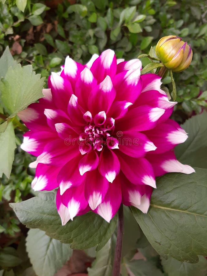 Flower stock photo. Image of flower, natural, beauty - 173134830