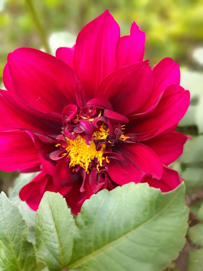 Flower stock photo. Image of plants, flower, garden - 173134892