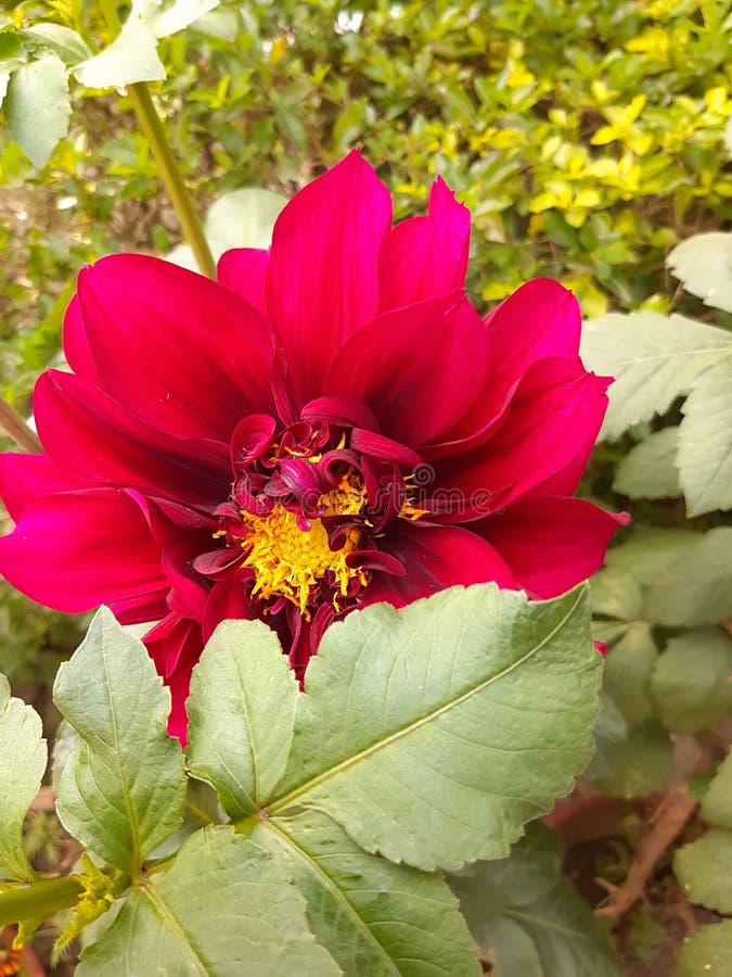 Flower stock photo. Image of plants, garden, natural - 173135016