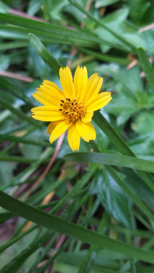 Flower : Natural Beauty , Grass Flower Stock Photo - Image of natural ...