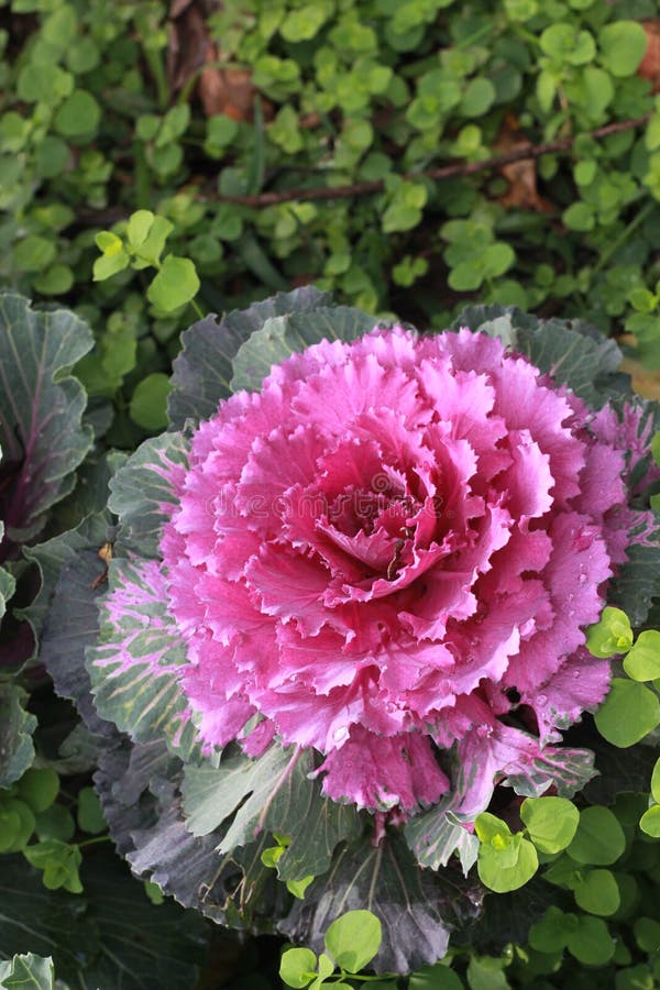 Flower Natural stock photo. Image of flora, plant, bouquet - 40564940