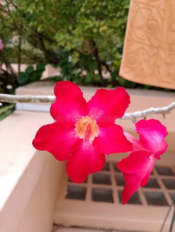 Natural Colour Beauty Bangladesh Stock Photo - Image of colour, natural ...