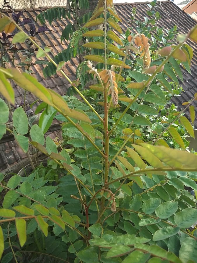 Flower stock image. Image of natural, indah, daun, tanaman - 157343741