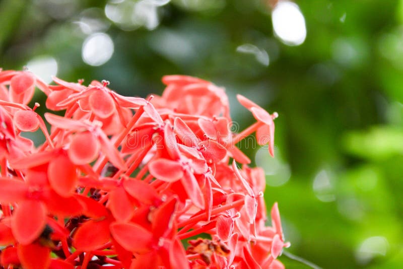 Thechi Flower Stock Photos - Free & Royalty-Free Stock Photos from ...