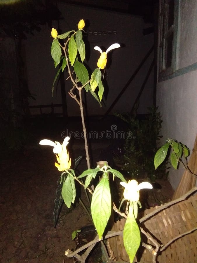 Flower Natural in the Night Stock Image - Image of night, produce ...