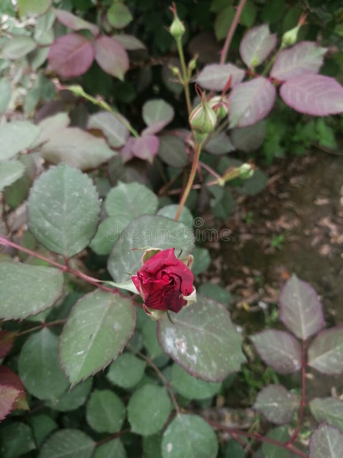 Flower natural rain stock image. Image of plant, petal - 187342159