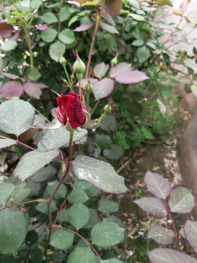 Flower natural rain stock photo. Image of petal, branch - 187342188