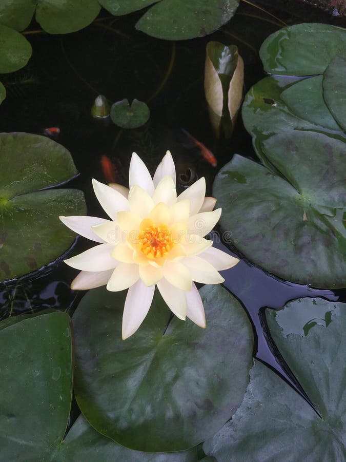 Flower stock image. Image of tunjung, live, flower, wonderfull - 263581173