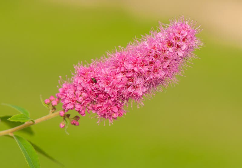 Flower stock image. Image of color, flower, petal, nature - 36289809