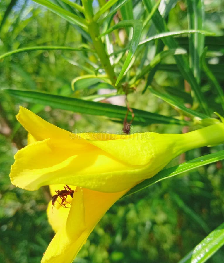 Champak Flower & X22;Magnolia Champaca& X22; - Fragrant Yellow Flower ...
