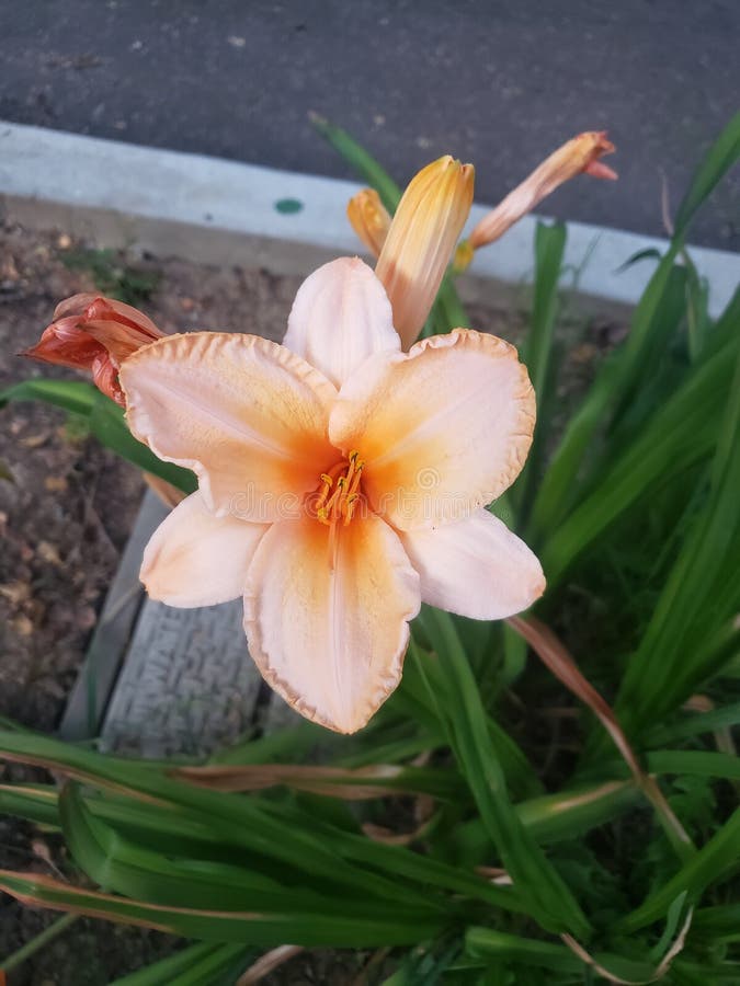 Flower stock image. Image of yellow, tulip, nature, shrub - 225406179