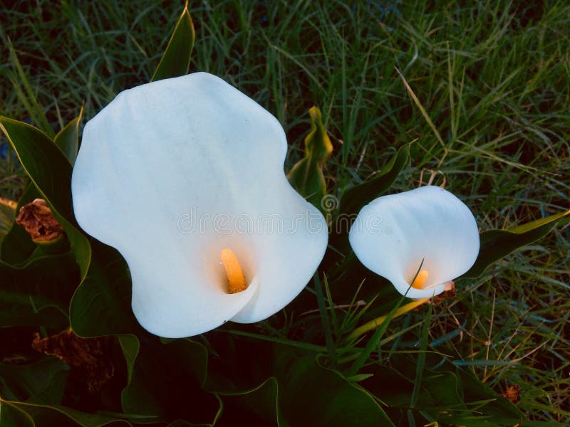 Alcatraz stock image. Image of flower, nature, alcatraz - 110094155