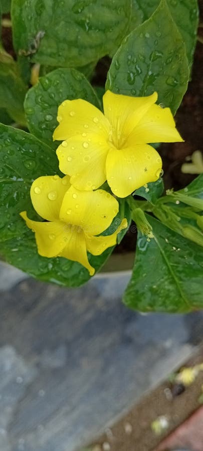 Flower Nature Natural Yellow Leaf Stock Photo - Image of flower, nature ...