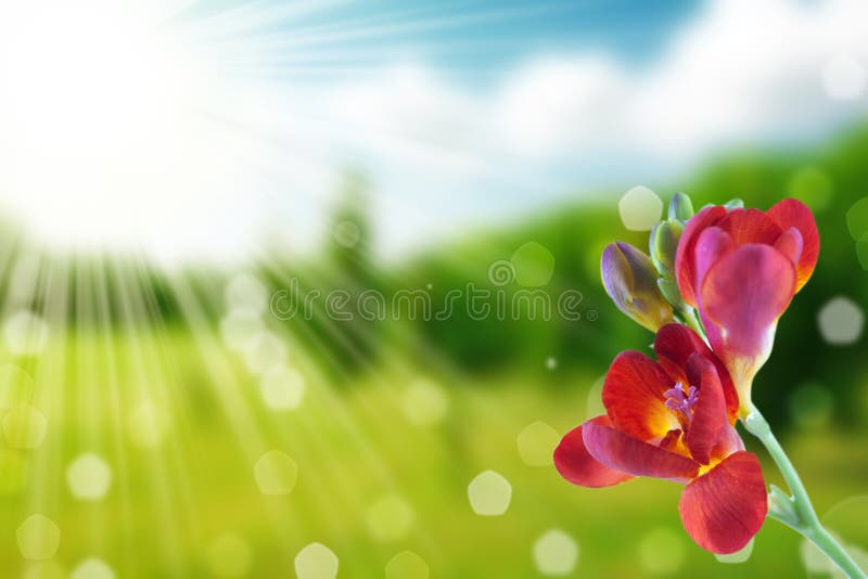 Flower and Nature Spring Bokeh Background Stock Photo - Image of beam ...
