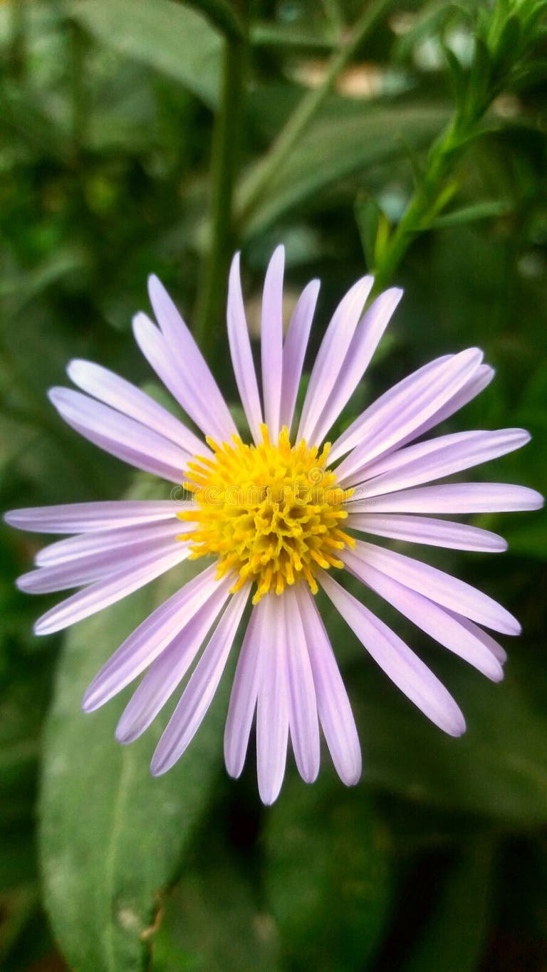 Daisy Forsaken Imagens Stock Photos - Free & Royalty-Free Stock Photos ...