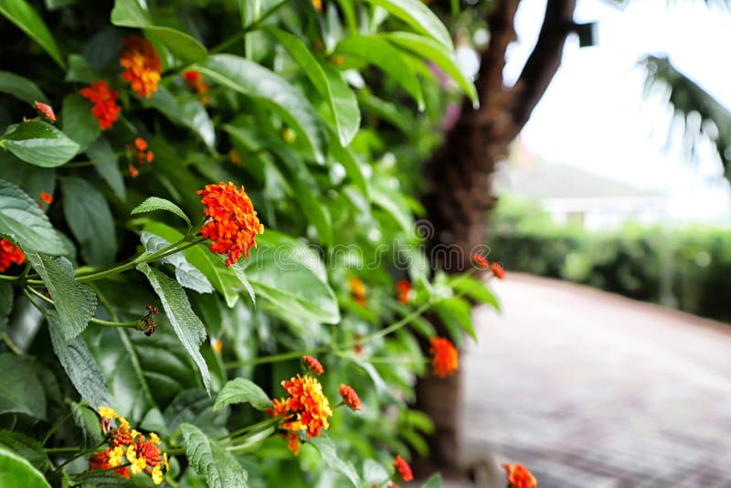 Flower Near Walking Path in a Garden for Relax Time Stock Photo - Image ...