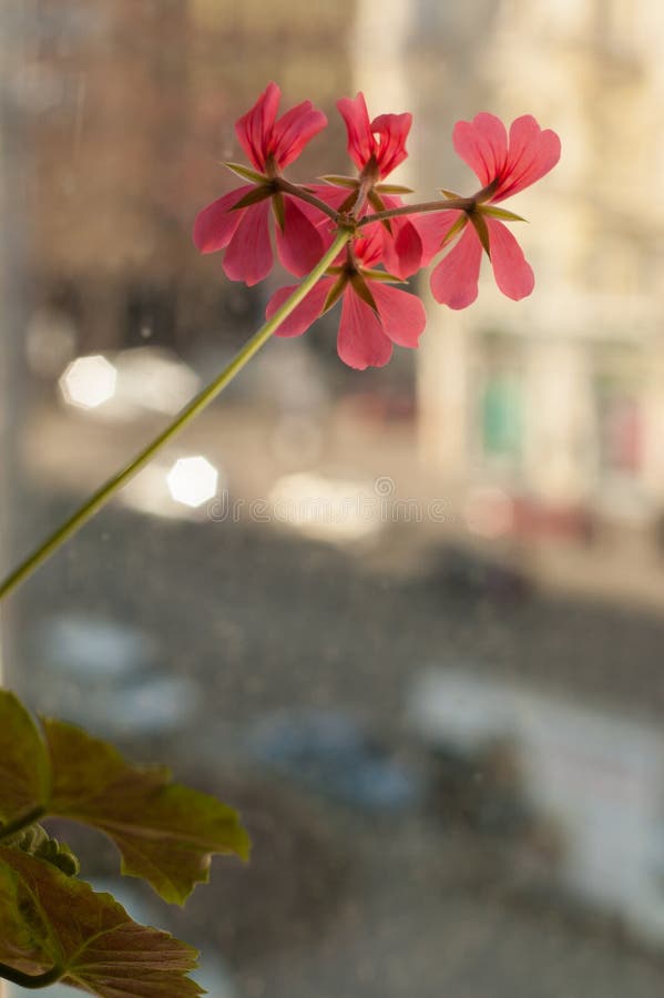 Flower near the window stock photo. Image of view, blossom - 91187304