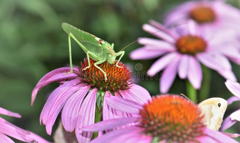 Flower, Flora, Insect, Nectar Picture. Image: 133773511