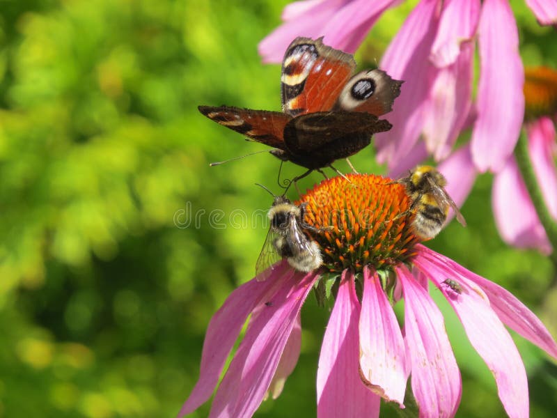 Flower, Nectar, Insect, Honey Bee Picture. Image: 136080779
