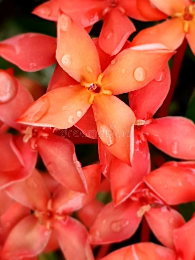 Flower of Needle Grass (Chrysopogon Aciculatus) on Vertical Photo ...
