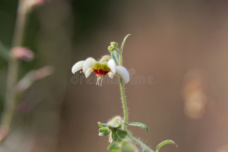 Nasa Triphylla Stock Photos - Free & Royalty-Free Stock Photos from ...