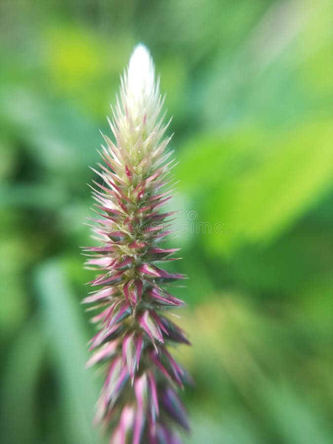 Flower New Modal Danger Flower Awsome Stock Image - Image of danger ...