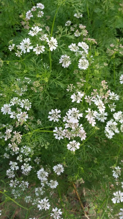 Flower stock image. Image of leaves, protaction, flower - 84046161