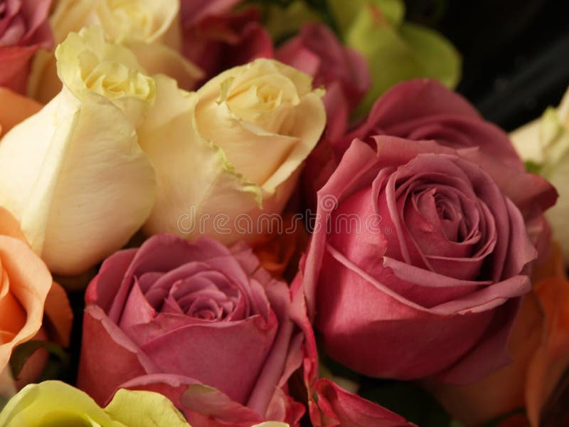 Flower nice color stock photo. Image of coast, forest - 77102866