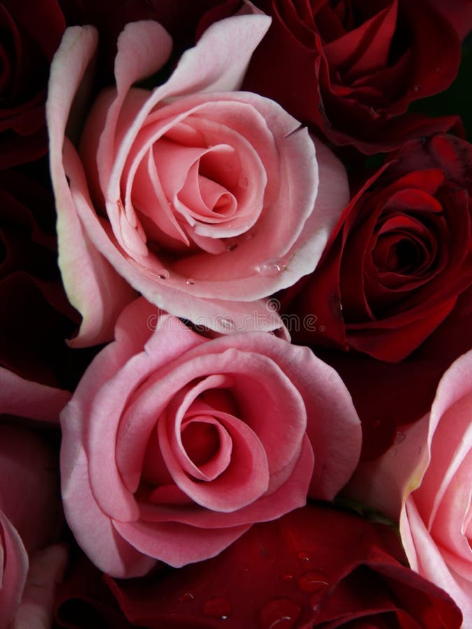 Flower nice color stock image. Image of coco, clouds - 77102869