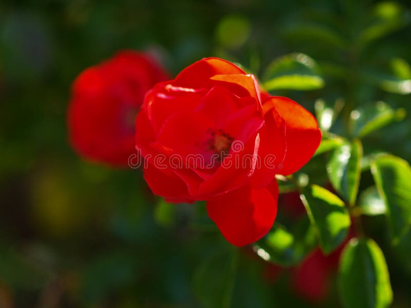 Flower nice color stock image. Image of beach, coast - 77103097