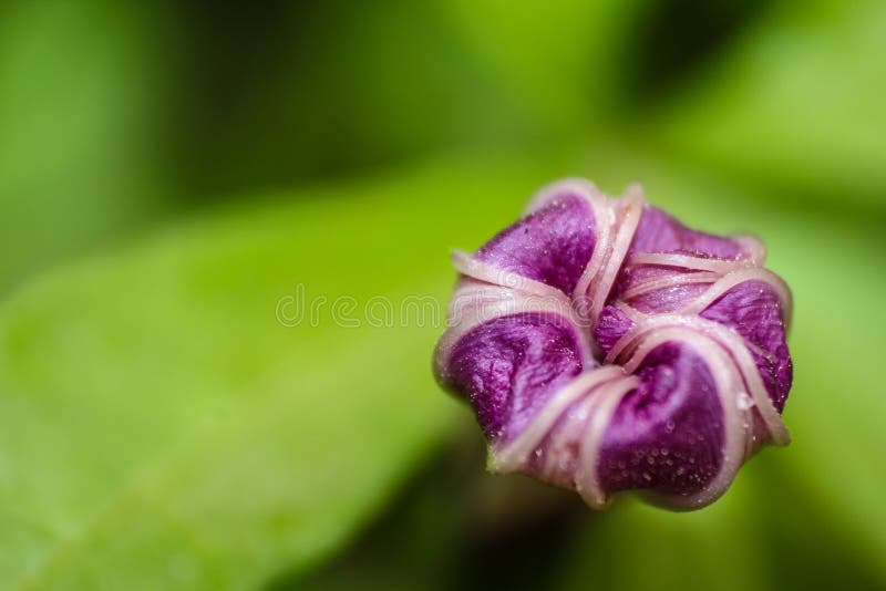 Flower stock image. Image of details, beautiful, jacaranda - 85713975