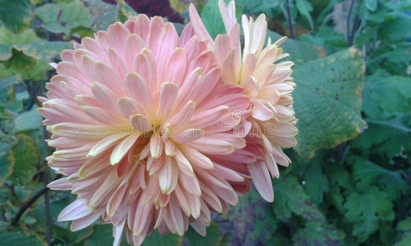 Flower stock image. Image of green, colors, flower, plant - 89452351