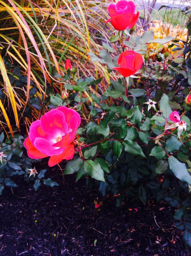 Flower editorial photography. Image of flowers, outside - 46726237