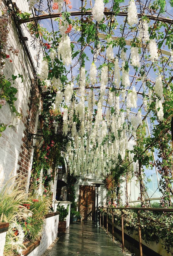 Flower stock image. Image of view, melrose, nice, flower - 174982059