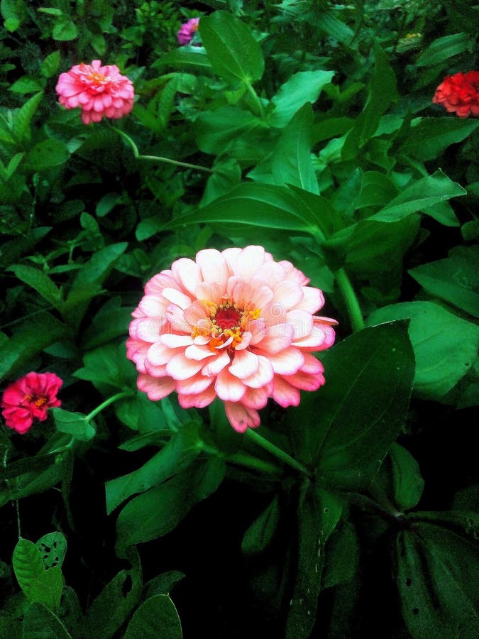 Flower Nice Yellow Chino Pink Stock Photos - Free & Royalty-Free Stock ...