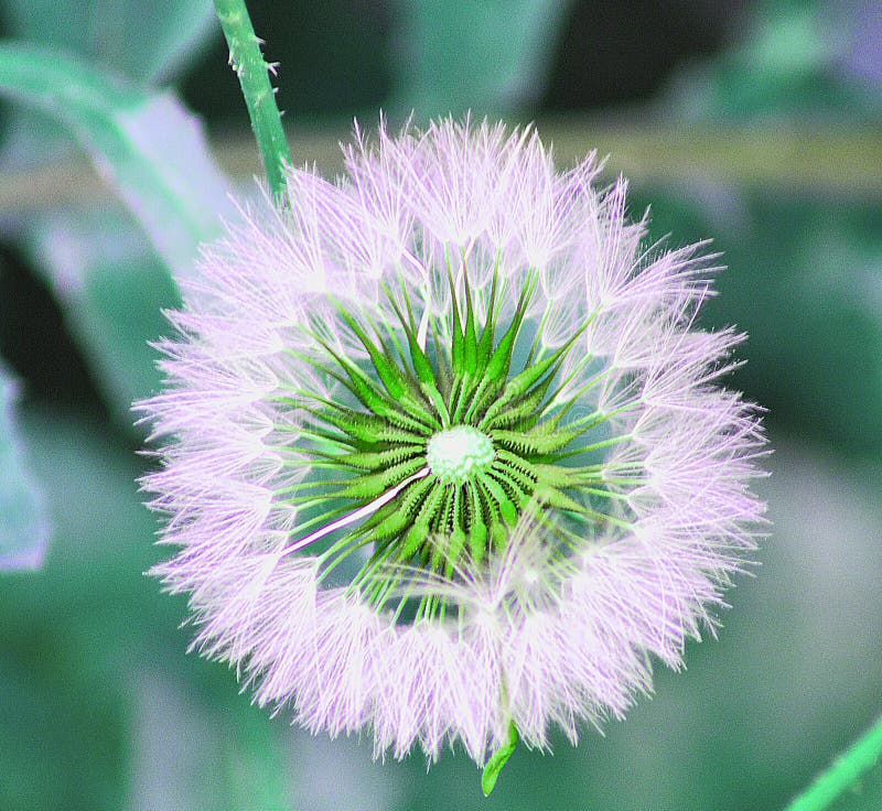 You stock photo. Image of flower, beautyfull, autom - 273744092